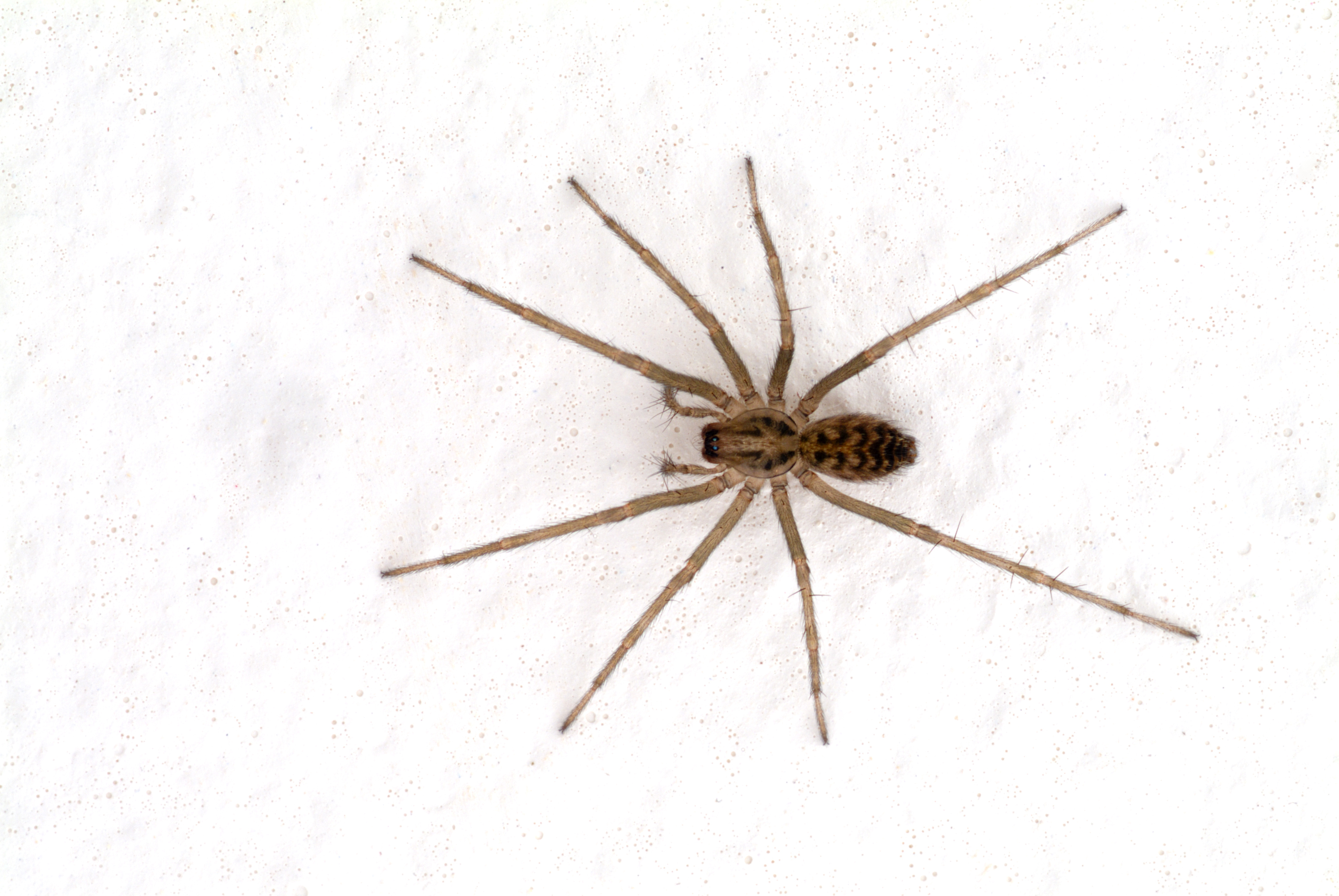 Spiders Be Gone A Guide To Keeping Spiders Out Of Your Denver Home Advantage Pest Management