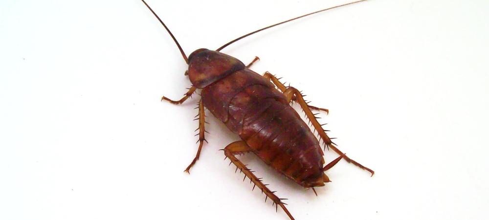 How To Get Rid Of Roaches In Your Denver Home | Advantage Pest Management