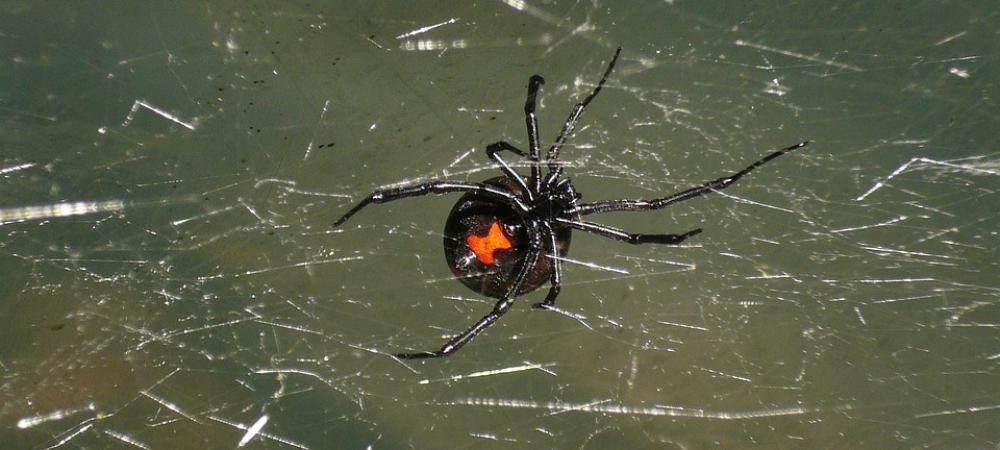 Effective Black Widow Spider Control In Denver: Steps To Safely ...